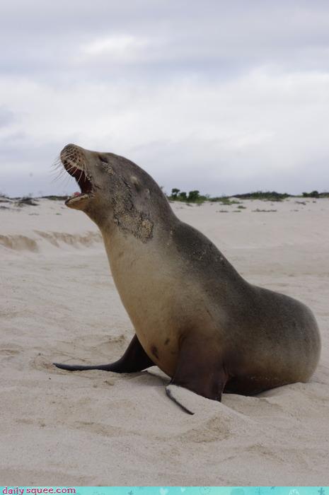 Daily Squee - Cute Animals - Cute Baby Animals - Cute Animal Pictures ...