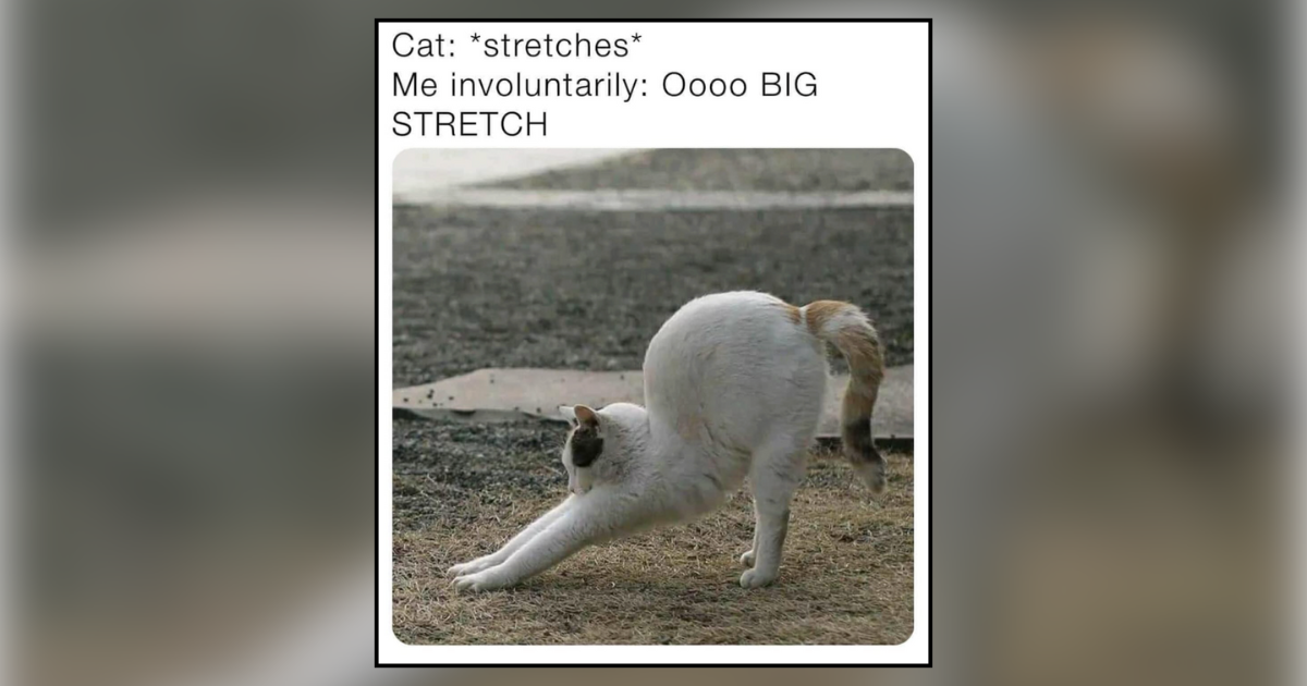 20 Adorable Memes Of Cats Stretching Their Way To Sweet Snoozy