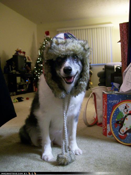 I Has A Hotdog - australian shepherd - Page 4 - Funny Dog Pictures ...