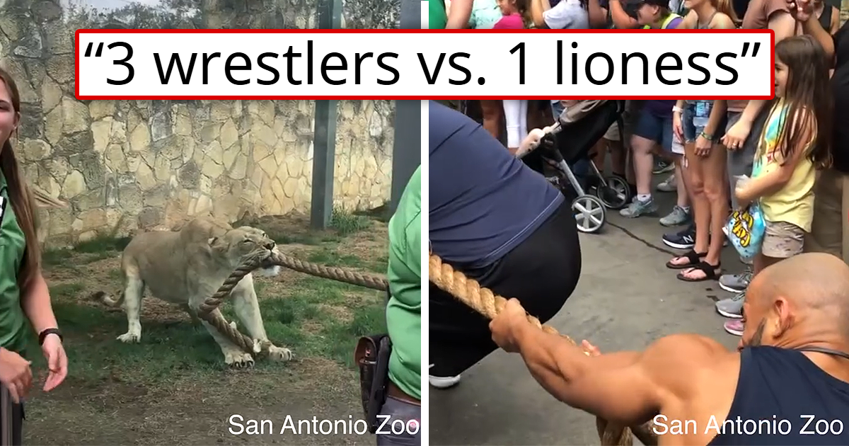 3 professional wrestlers face off against 1 lioness in a game of 'tug ...