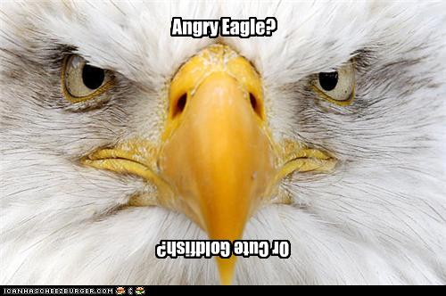 Memebase - eagle - Page 3 - All Your Memes In Our Base - Funny Memes ...