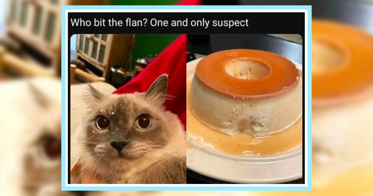 Classic Cat Calamity Captured in 22 Hissterical Cat Memes - I Can Has Cheezburger?