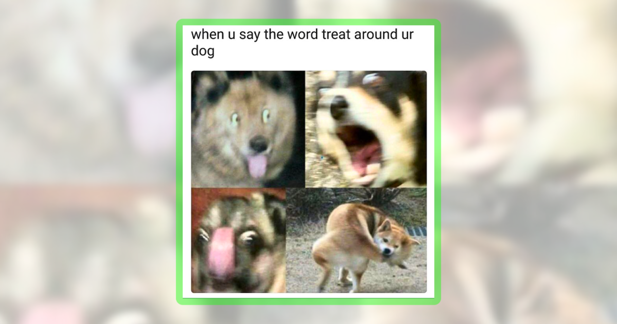 23 Monday Memes for Dog Pawrents Going Through Doggo Withdrawal While ...