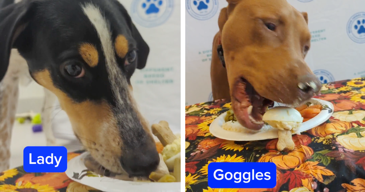 24 Heart-Melting Photos of Sweet Shelter Dogs Savoring Their Special ...