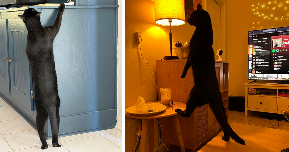 24 Lofty, Lanky, and Lovably Long Cats to Stretch Your Smile Wide - I ...