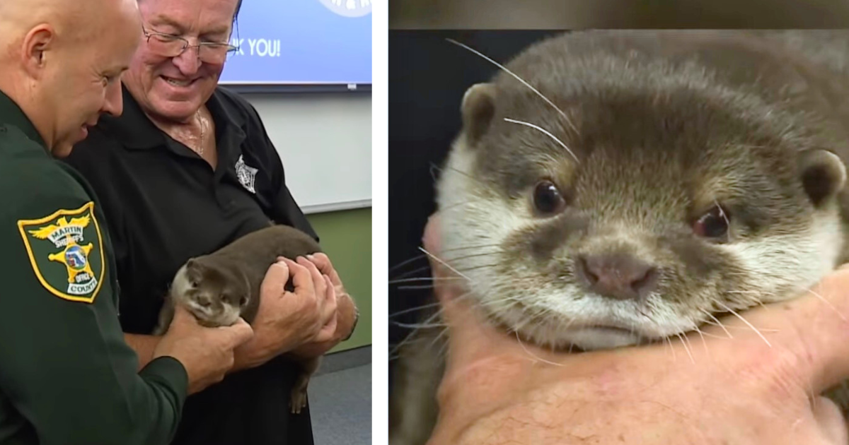 'Splash', a 2-year-old otter, joins Florida Police Department as cute colleague to aid in ...