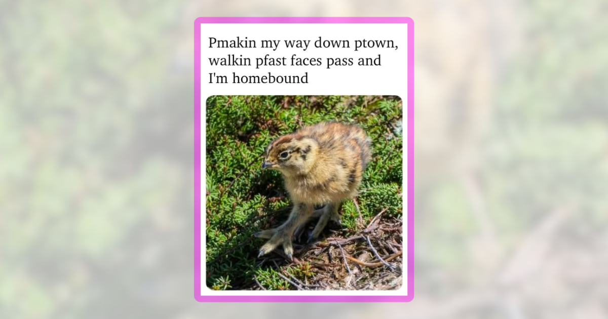 29 Feathered Bird Funnies to Fly You Away to Funny Land - Animal Comedy ...