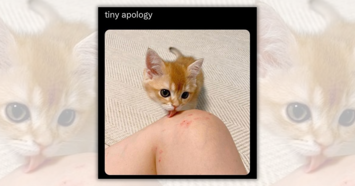 22 Adorable Cat Memes to Warm Up Your Hearts and Paws on These Chilly ...