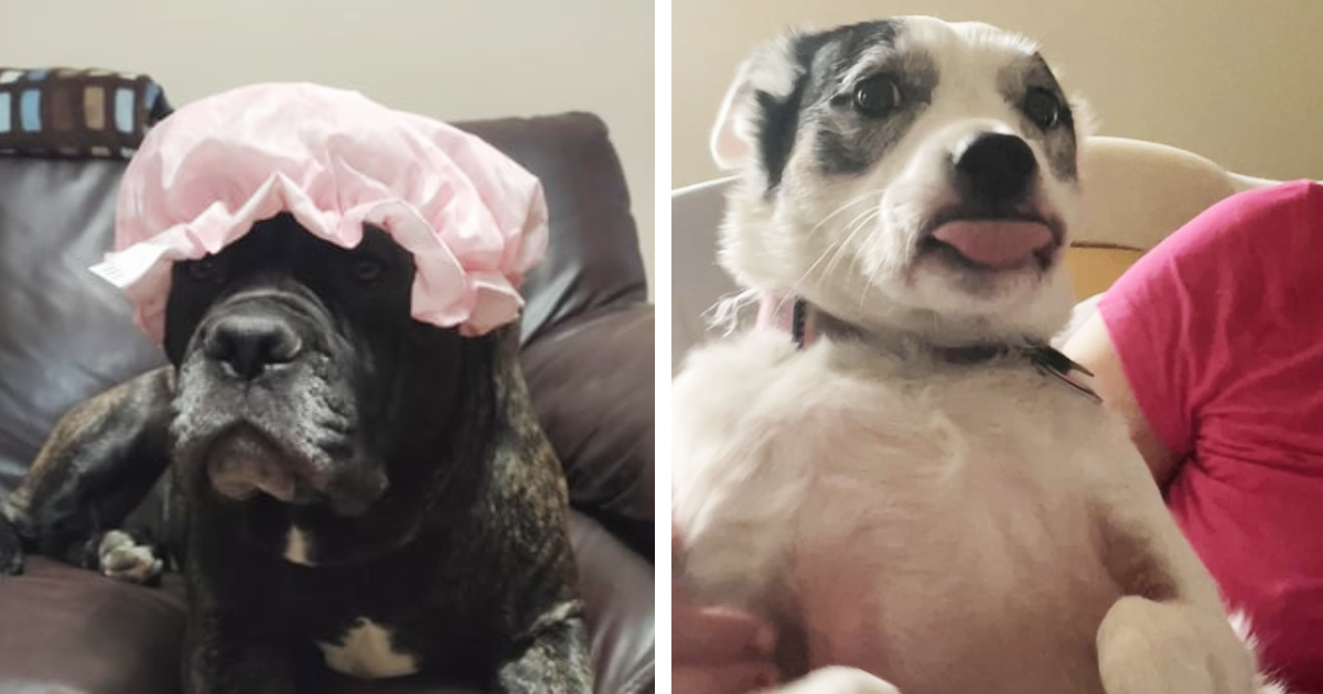 23 Brilliantly Goofy Dog Pics to Get You in a Good Mood - Animal Comedy ...