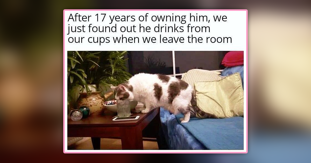 A Cute Cornucopia of Hilarious Hairball Hijinks That’re Comedy Gold for ...