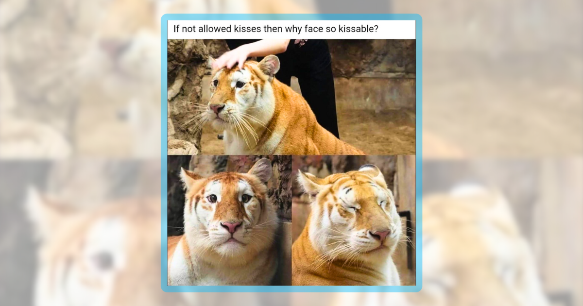 22 Random Animal Meme Menagerie to Monch on During Lunch Break - Animal ...