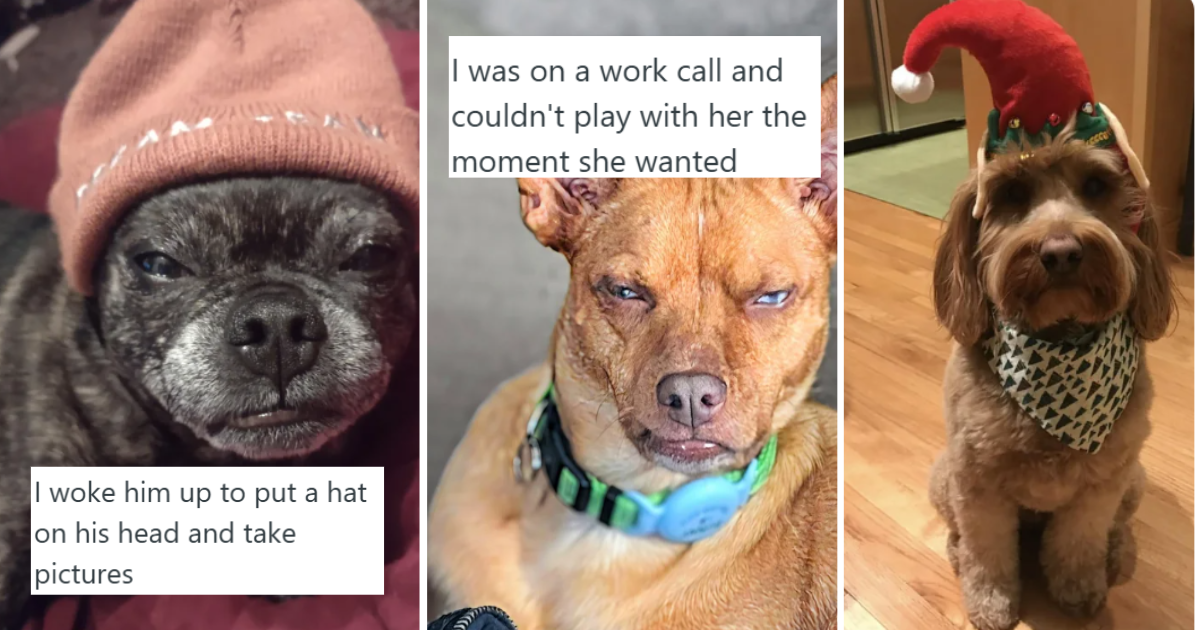 23 Pawdorably Peeved Photos of Puppers Who Were Horribly and ...