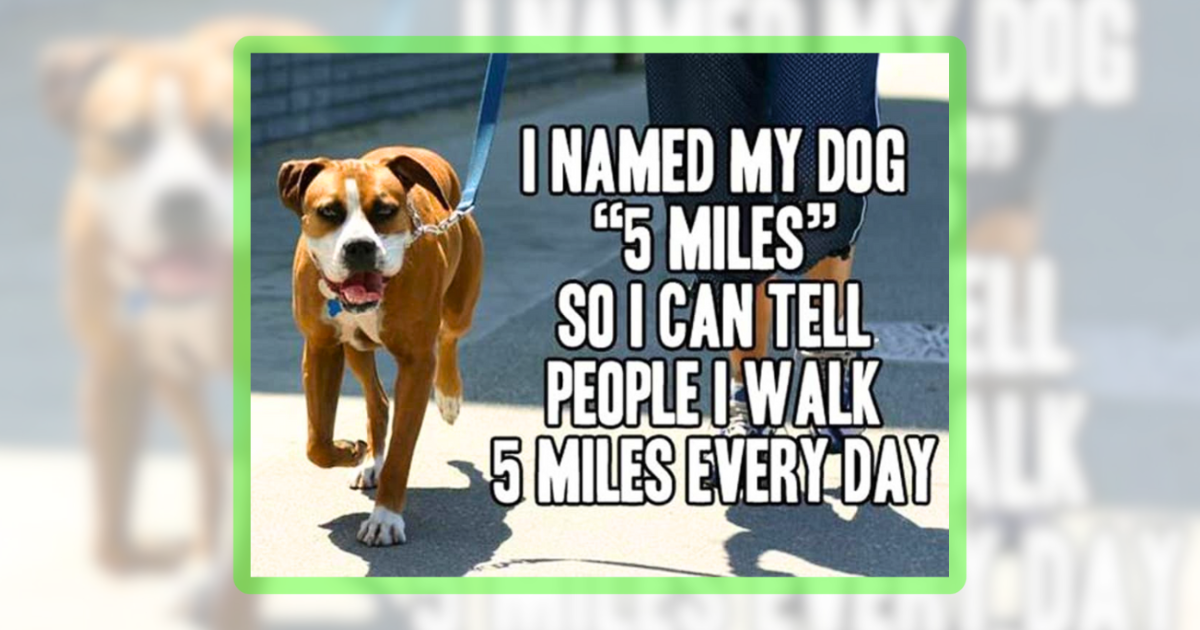 Fluffy Friday Fiesta of 23 Good Morning Memes of Good Doggos - Animal ...