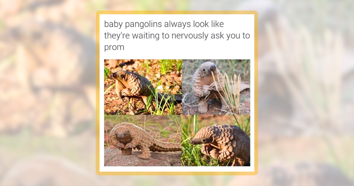 A Silly Savannah of 30+ Animal Memes to Get Serious Serengeti Giggles ...