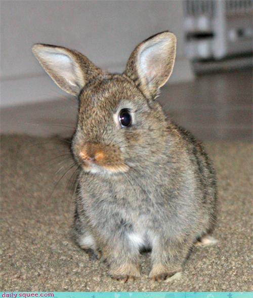 Bunday: Bunny Foo-Foo! - Daily Squee - Cute Animals - Cute Baby Animals ...