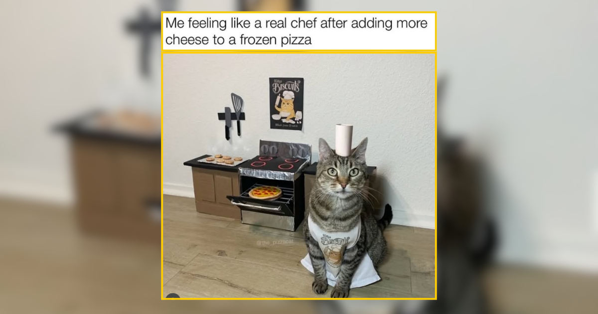 "Oui Chef" Memes of Cats Cooking to Send to Your Favorite Culinary ...