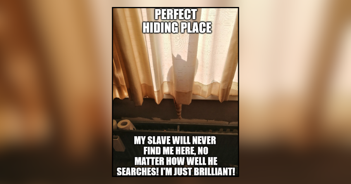 24 Adorable Memes of Cats Hiding in Plain Sight and Hoping Their Little ...