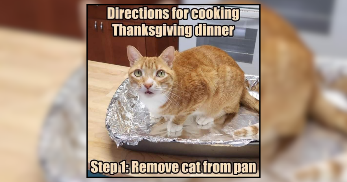 A Delicious Feast of Cat Memes Specially Selected For Pre-Thanksgiving ...