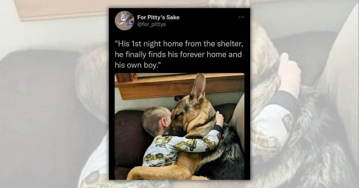 A Fluffy Flurry of Wholesome Animal Memes to Stay Warm & Snuggly Over ...