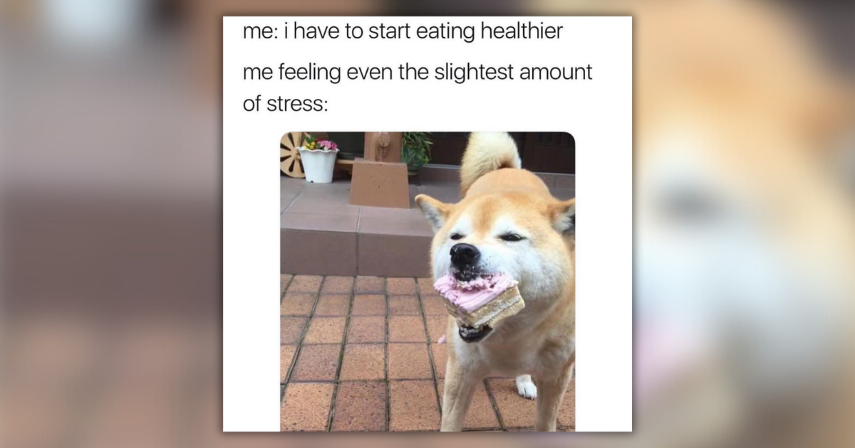 20 Animal Memes That Are the Perfect Antidote for Every Gal’s Stressful ...