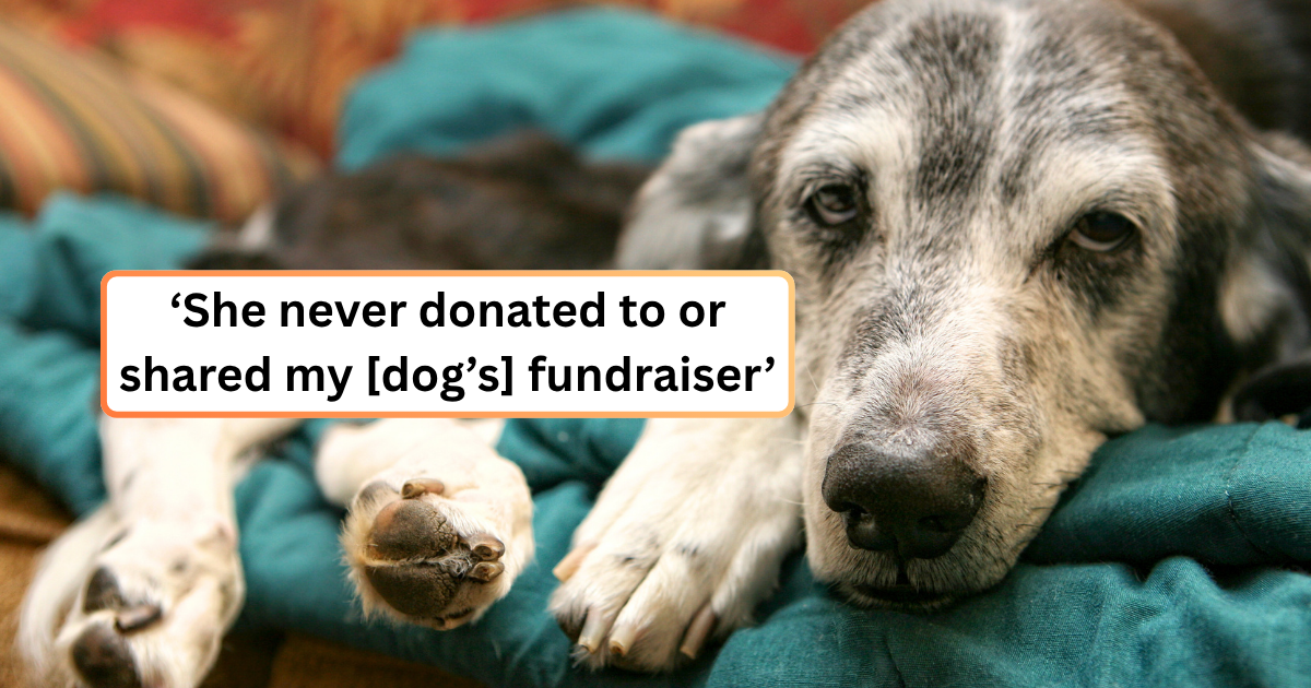 Low-income sister opens a fundraiser for her sick dog, wealthy sister ...