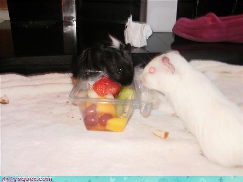 Reader Squee: Nom Nom Nom - Daily Squee - Cute Animals - Cute Baby ...