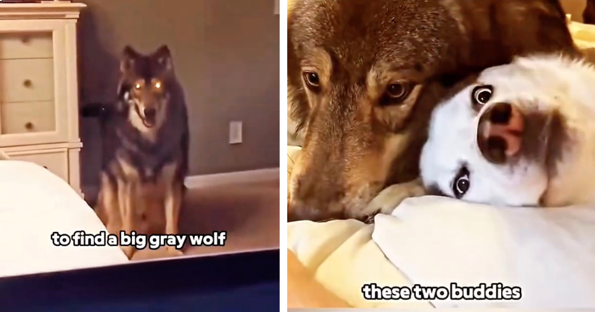 Husky finds wild wolf puppy and brings him home to meet his owner, who raises him like a normal ...