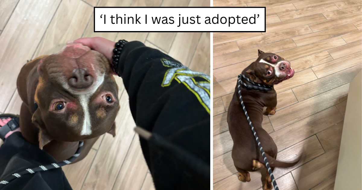 'I love him and am considering keeping him': A hungry pup’s brave ...