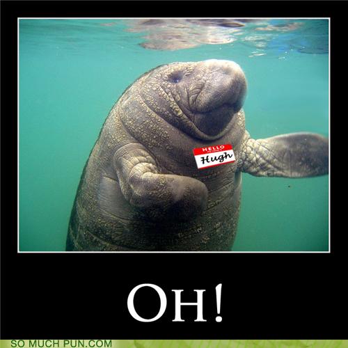 Puns - manatee - Funny Puns - Pun Pictures - Cheezburger