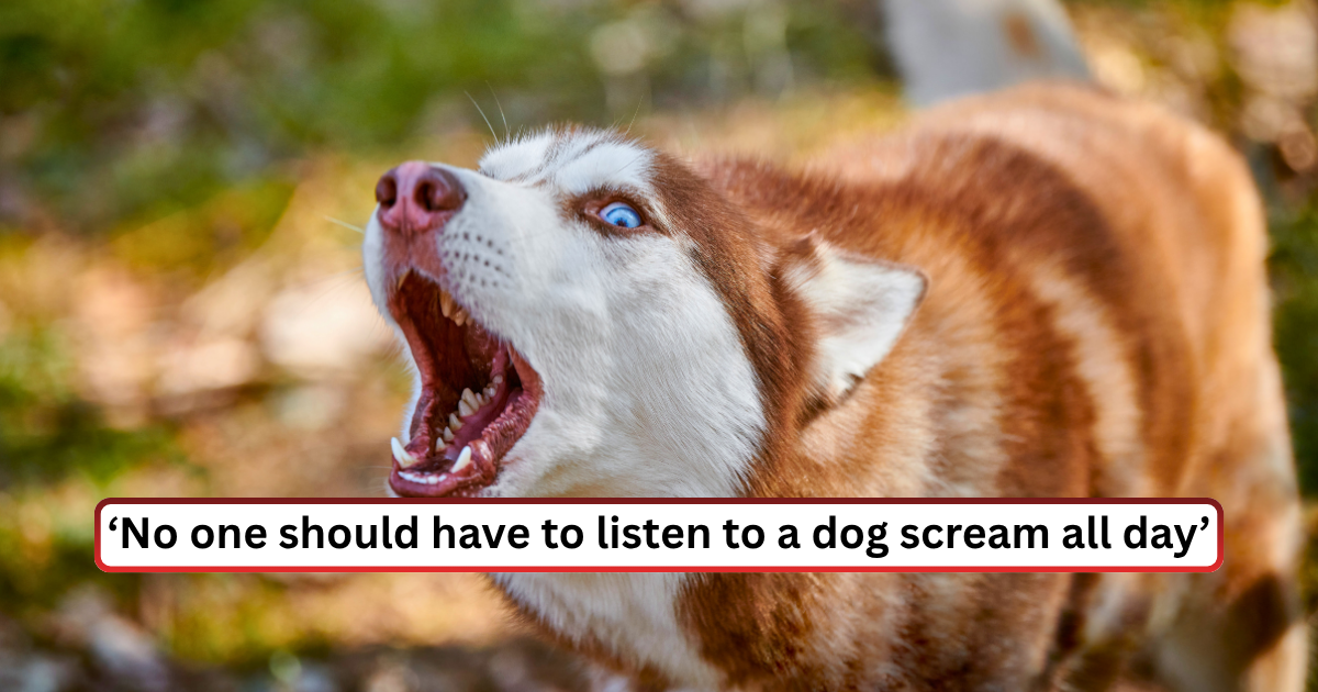 Work-from-home neighbor feels the family beyond the wall doesn't care ...