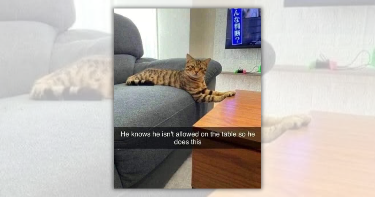 23 Funnies of Both Cute Kittens and Furiously Feisty Felines to Embrace ...