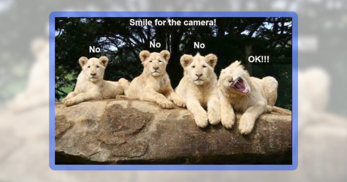 A Cat Will Always Cat: 23 Large Feline Funnies With Big Cat Energy - I ...