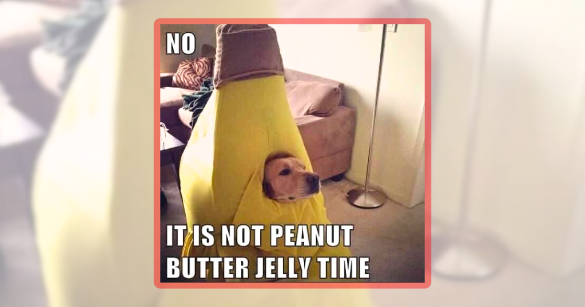 24 Delightful Dog Memes to Down With Your Chill Morning Coffee - Animal ...