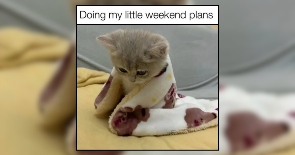 A Meow Mix of Pawdorable Cat Memes For Comfort on Cold Cozy Evenings ...