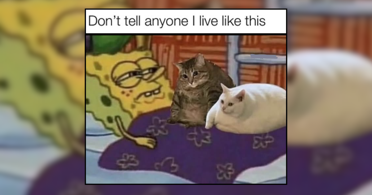 A Comfort Scroll of Cat Memes That Feel Like a Warm Hug on a Winter ...