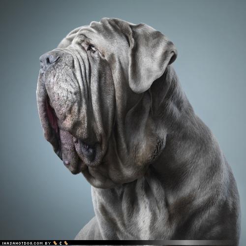 I Has A Hotdog - botox - Funny Dog Pictures | Dog Memes | Puppy ...