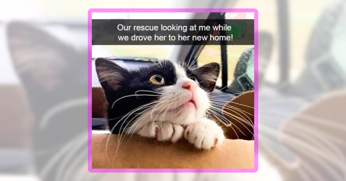 24 Fluffy Feline Funnies Featuring the Soft Sweetness Known as Cats - I ...