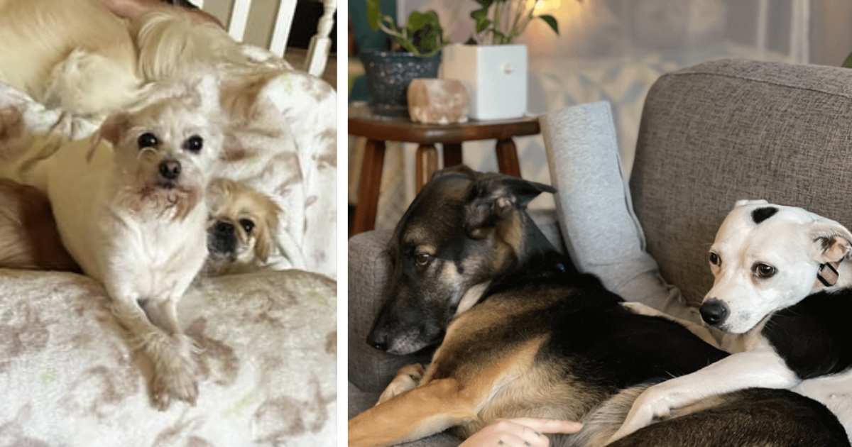 20 Photos of Cute Canine Cuddlers Keeping Each Other Warm from the Cold ...