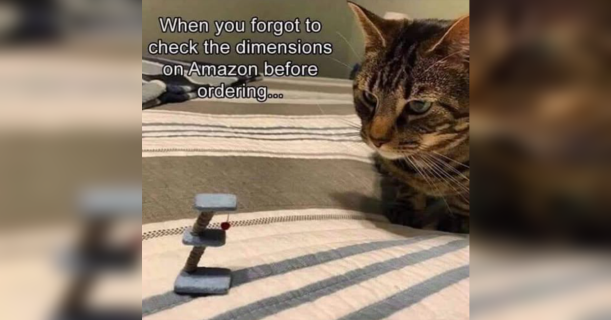 Funniest Cat Memes for Feline Fanatics (November 19, 2025) - Memebase ...
