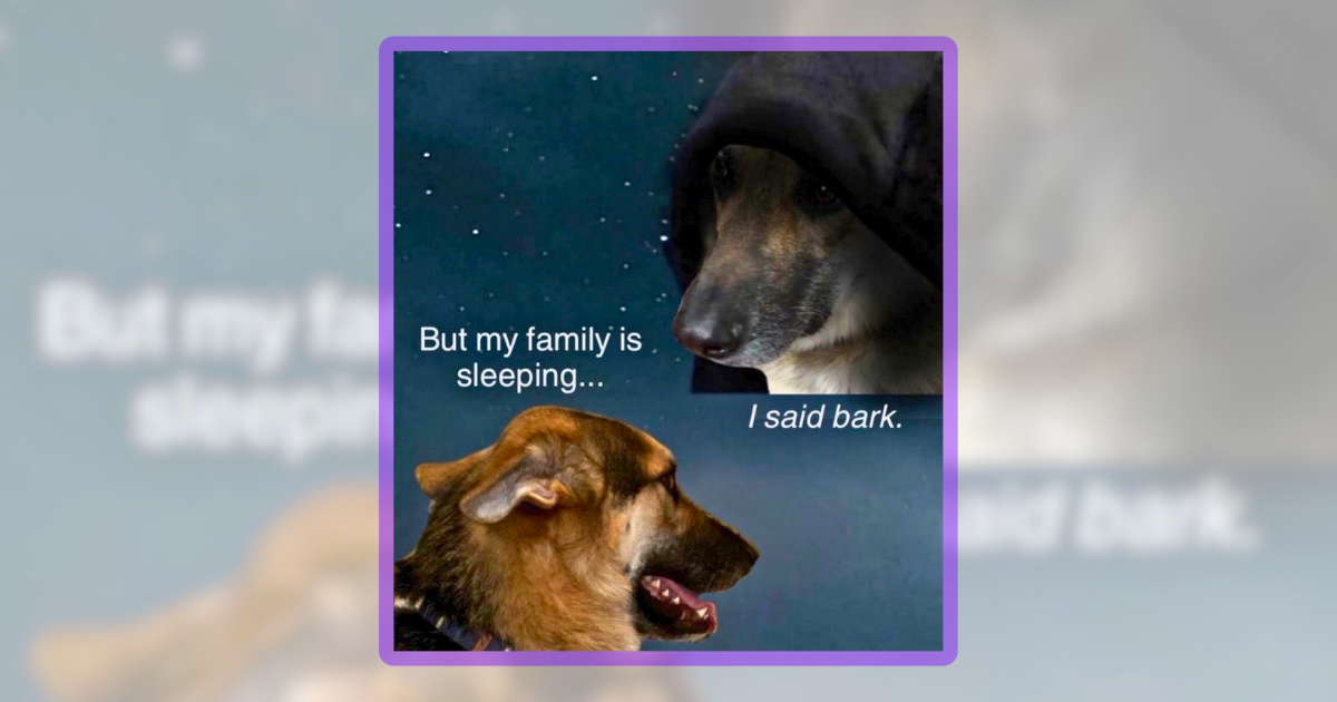 24 Borking Dog Memes Banishing Sadness to Bring You Blissful Good Boy ...