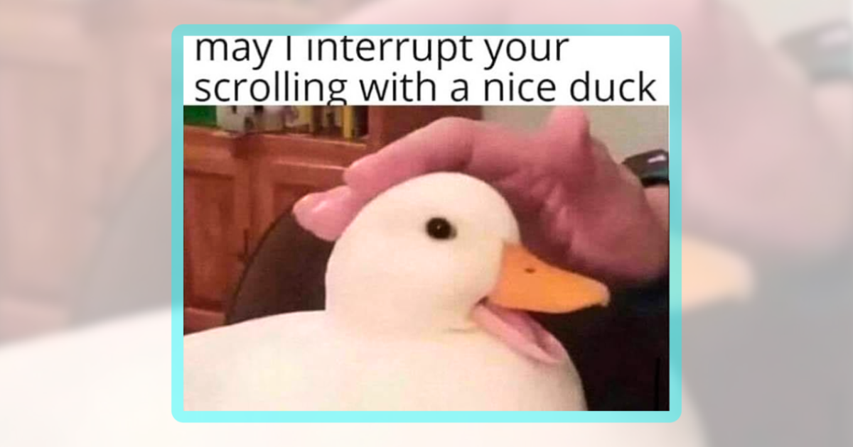 22 Pawdorable Pet Memes to Put Wholesomeness and Laughter on Your ...