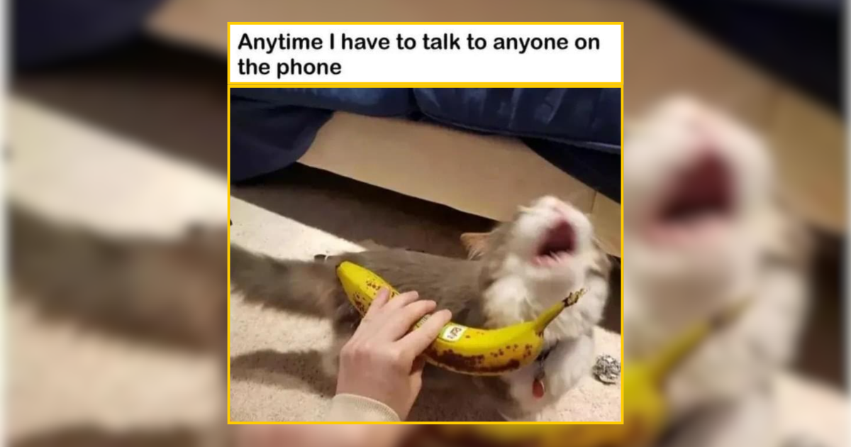 31 Purrfect Kitty Memes For Mood-Boosting Mondays - I Can Has Cheezburger?