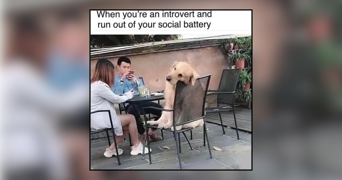 21 Memes of Introvert Doggos Who’d Rather Stay Home Than Socialize at ...