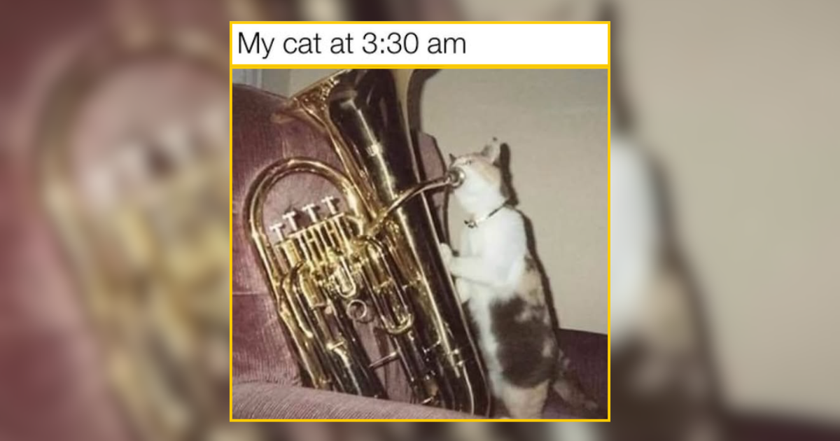 20 Meowsical Cats Singing Songs and Playing Instruments - I Can Has ...