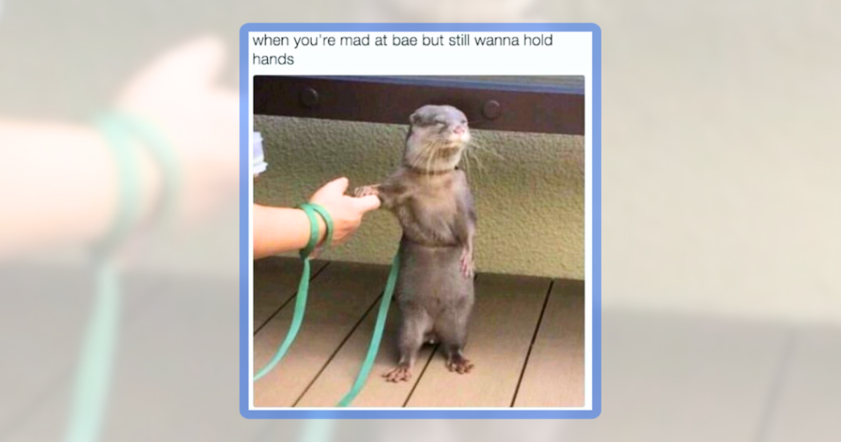 22 Otterly Adorable Otter Memes to Keep You Afloat Through the Week ...