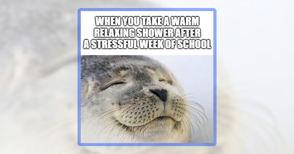 22 Sea Doggo Memes to Seal Away Your Sadness and Harbor Happiness ...