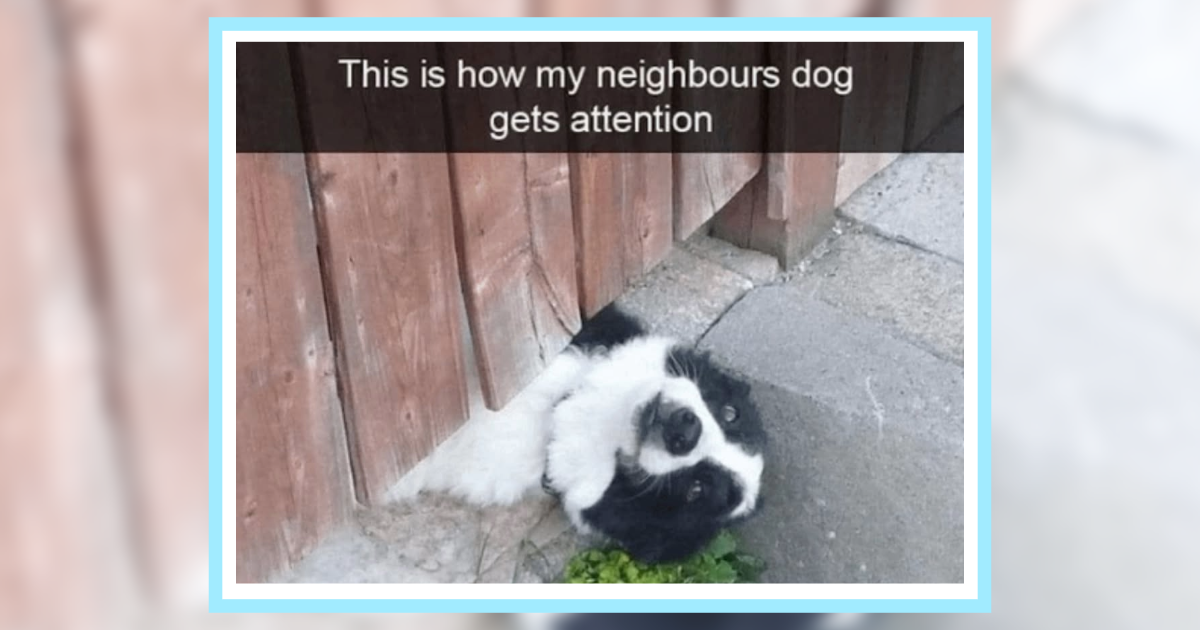 22 Pawistivty Promoting Pup Memes For Some Tail Wagging Wonder - Animal ...