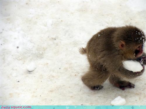 Snowball Fight - Daily Squee - Cute Animals - Cute Baby Animals - Cute ...
