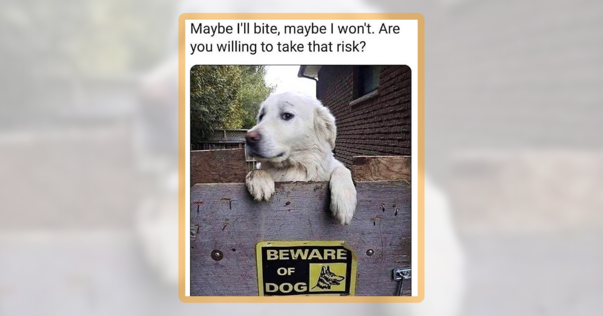 A Barkfull of 29 Blissful Doggo Memes to Drench Yourself in Canine ...