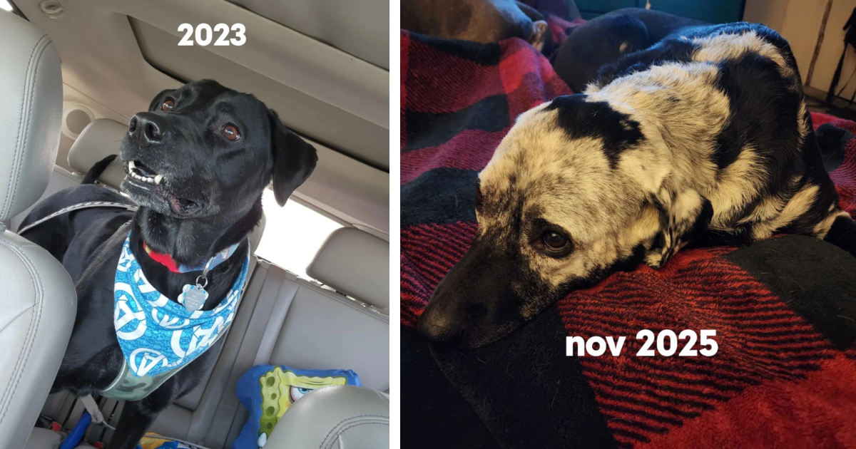 7-year-old dog suddenly starts turning white, she shows her precious ...